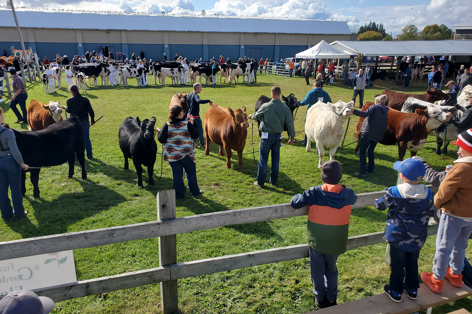 Beef Cattle Show | Elmvale Fall Fair